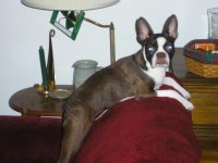 1988 30 hp -hot exhaust cover and power head, not a steady stream from ...